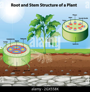 Diagram showing root structure of a plant Stock Vector Image & Art - Alamy