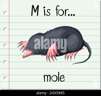 Flashcard letter M is for mole illustration Stock Vector Image & Art ...