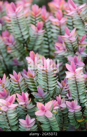 Hebe foliage (Hebe 'Pink Elephant' Stock Photo - Alamy