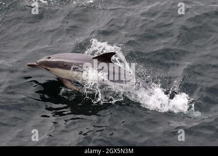 Sequence 10 - Sequence of 3 photos of a Common dolphin leaping in UK ...