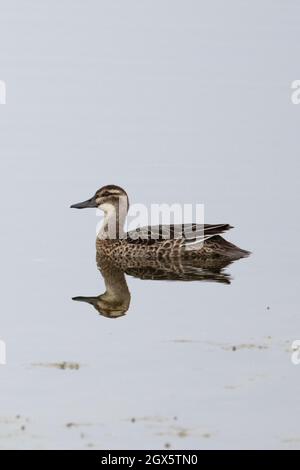 Garganey (Anas querquedula) eclipse drake wing stretching Strumpshaw ...