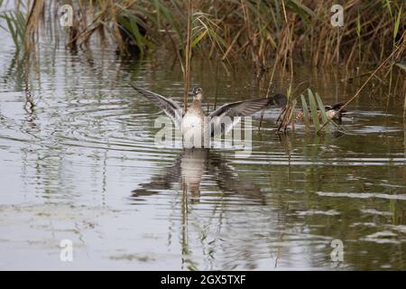 Garganey (Anas querquedula) wing flapping eclipse drake Strumpshaw Fen ...