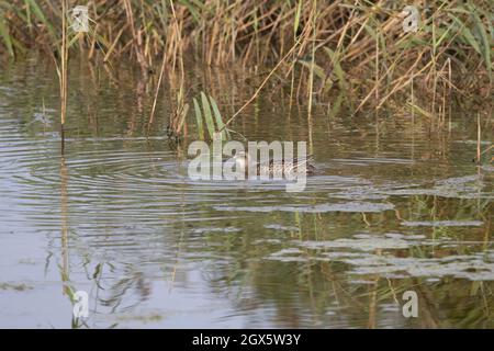 Garganey (Anas querquedula) eclipse drake Strumpshaw Fen Norfolk GB UK ...