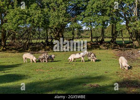 New forest pigs during pannage Stock Photo - Alamy