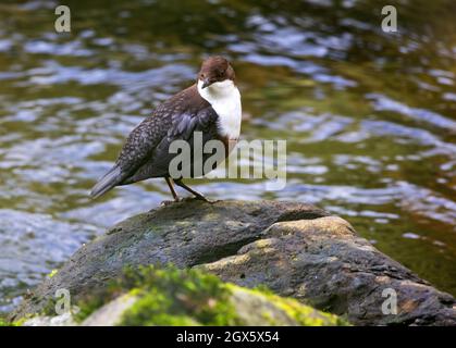 Dipper in a typical stream on Exmoor Stock Photo - Alamy