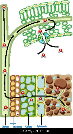 Diagram showing plant cell with stomata and guard cell illustration ...