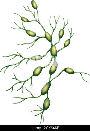 Lymphocytes white blood cells isolated on white background. Hand drawn ...