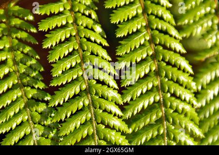 The silver fern, endemic to New Zealand, is symbolic and a source of ...