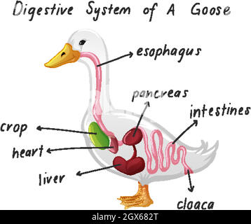 Digestive System of a goose illustration Stock Vector Image & Art - Alamy