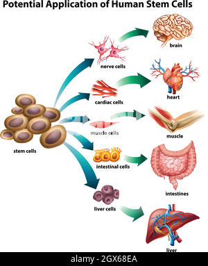 Types of stem cells on white background illustration Stock Vector Image ...