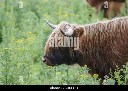 Closeup of Highland Cow, side on with head facing camera. In field a UK ...