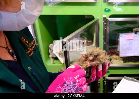 Hedgehog rescue is a hedghog hospital in Yate South Glos UK. Run by ...