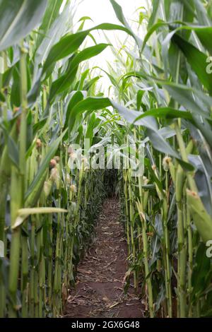 View from inside a corn patch, between two rows Stock Photo - Alamy