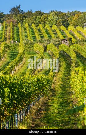 Wien, Vienna: vineyard in district Neustift am Walde in 19. Döbling ...