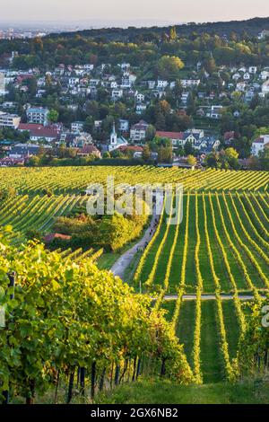 Wien, Vienna: vineyard in district Neustift am Walde in 19. Döbling ...