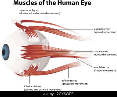 Human eye anatomy illustration. Parts of the eye, labeled vector ...