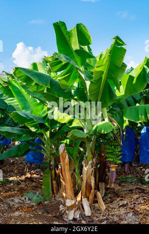 Banana trees plantations with clusters of green bananas tropical fruits ...