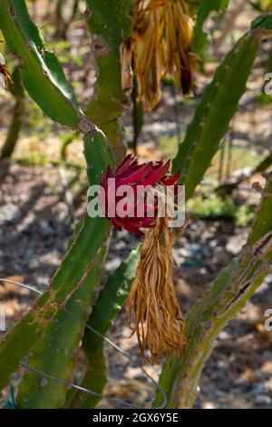 Plantations of pitahaya pink dragon fruits growing on succulent cacti ...