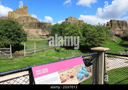 Wallabies and emus in their Australian Outback enclosure on the Mappin ...