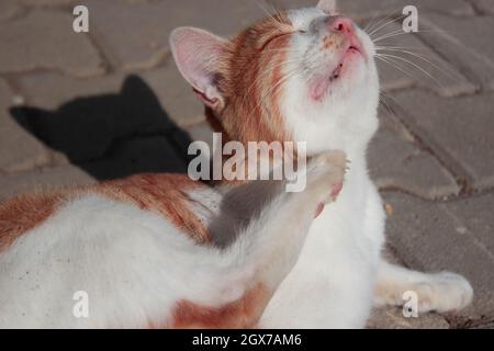 Orange cat scratching himself. Itching cat Stock Photo - Alamy