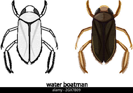 Water boatman in colour and doodle isolated Stock Vector Image & Art ...