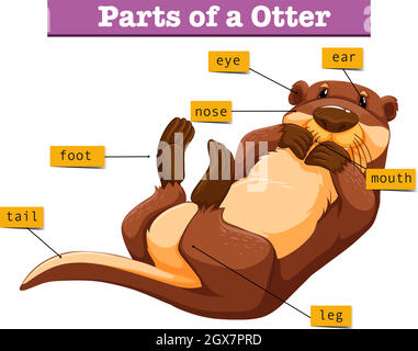 Diagram showing parts of otter Stock Vector Image & Art - Alamy