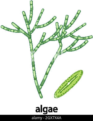 Algae icon. Cartoon of algae vector icon for web design isolated on ...