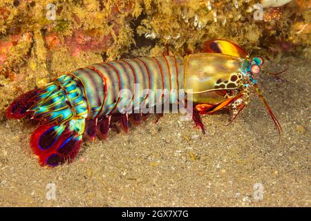 Mantis shrimp (Odontodactylus latirostris), Philippines Stock Photo - Alamy