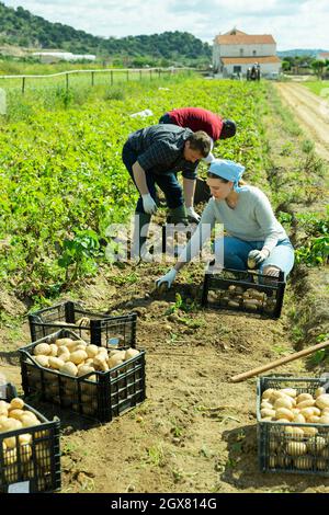 Farmer team picking potatoes Stock Photo - Alamy
