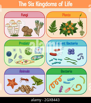 Science poster of six kingdoms of life illustration Stock Vector Image ...