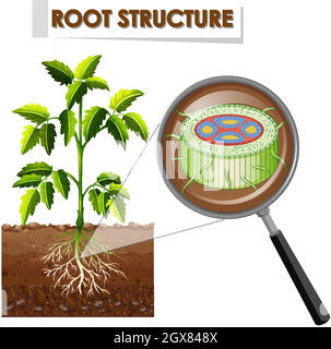 Diagram showing root structure of a plant Stock Vector Image & Art - Alamy