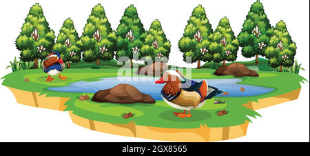 Cute Ducks in the Pond illustration Stock Vector Image & Art - Alamy