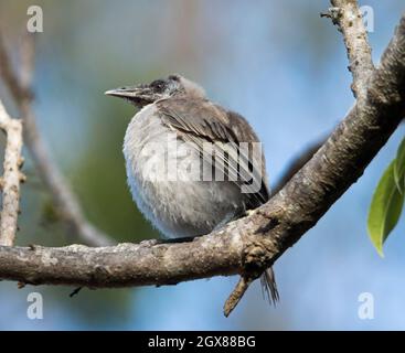 Blue Tit Fledgling in an Urban Garden, having just Fledged Stock Photo ...