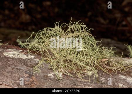 Lichen, an Usnea species, growing on a tree trunk at Kroombit Tops ...