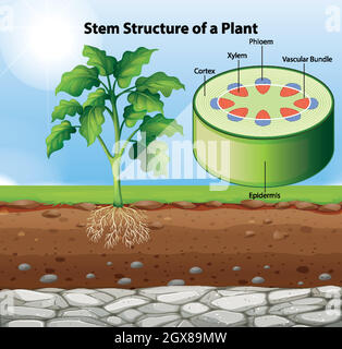 Diagram showing stem structure of a plant Stock Vector Image & Art - Alamy