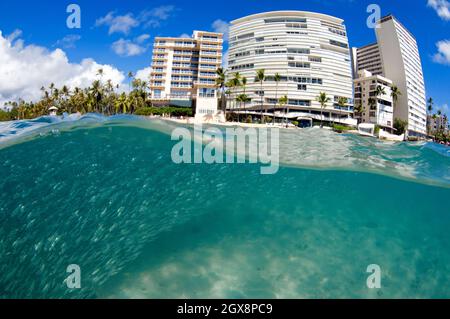 School of halalu or juvenile scads, Selar crumenophthalmus, close to ...