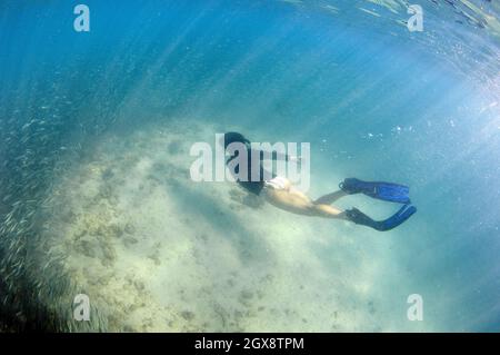 School of halalu or juvenile scads, Selar crumenophthalmus, close to ...