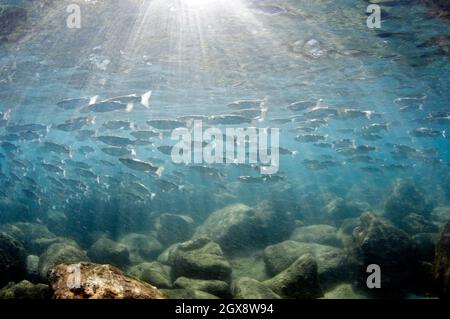 School of sharpnose mullets or uouoa, Neomyxus leuciscus, swim close to ...