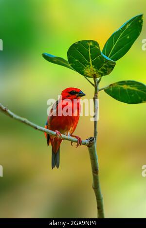 Red fody sitting on the tree branch. Foudia madagascariensis ...