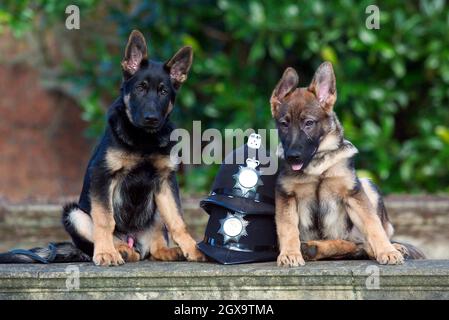 Two Oxford Police dogs named after Inspector Morse's two main ...