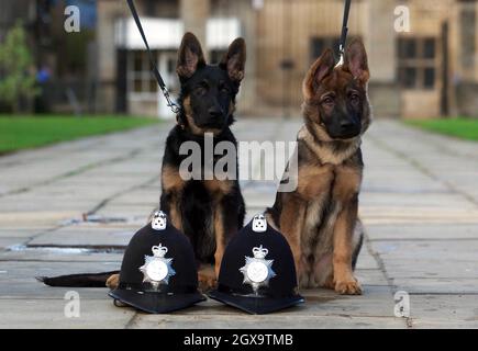 Two Oxford Police dogs named after Inspector Morse's two main ...