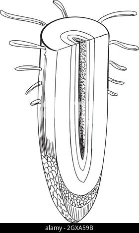 Bacterial circular DNA and Plasmid. Bacteria anatomy. Gene transfer ...