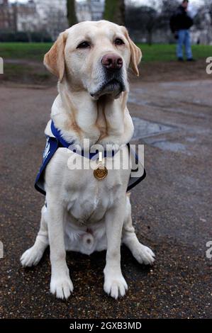 Endal at Crufts National Launch Photocall, Green Park. Endal helps his ...