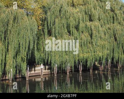 Weeping willow (Salix babylonica) aka Babylon willow tree Stock Photo ...