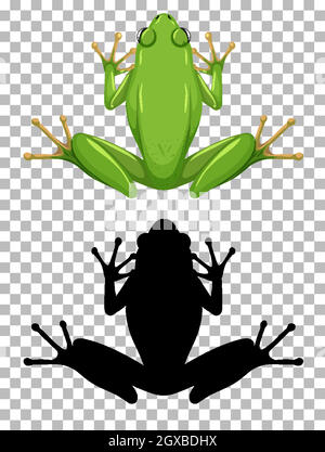 White lipped frog isolated on white background illustration Stock ...