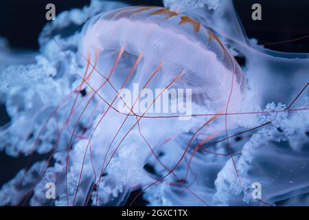 South American sea nettle (Chrysaora plocamia), species of Jelly fish ...