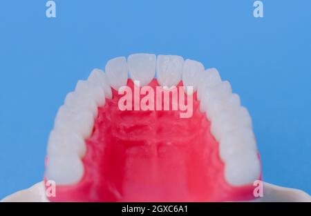 Upper human jaw with teeth and gums anatomy model medical illustration ...
