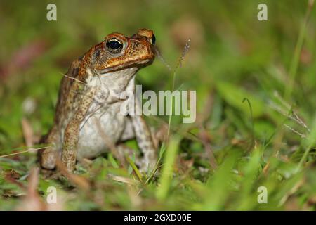 Cane toad in the ground, Rhinella marina, Viti Levu, Fiji Stock Photo ...