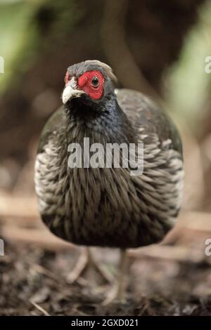 Kalij pheasant in the wild, Hawaii Volcanoes National Park, Hawaii, USA ...