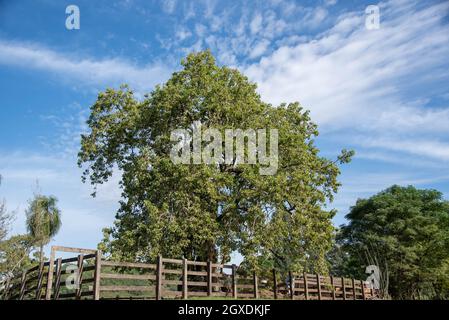 Centenary tree of Úmbu (Phytolacca dioica) and in the background the ...